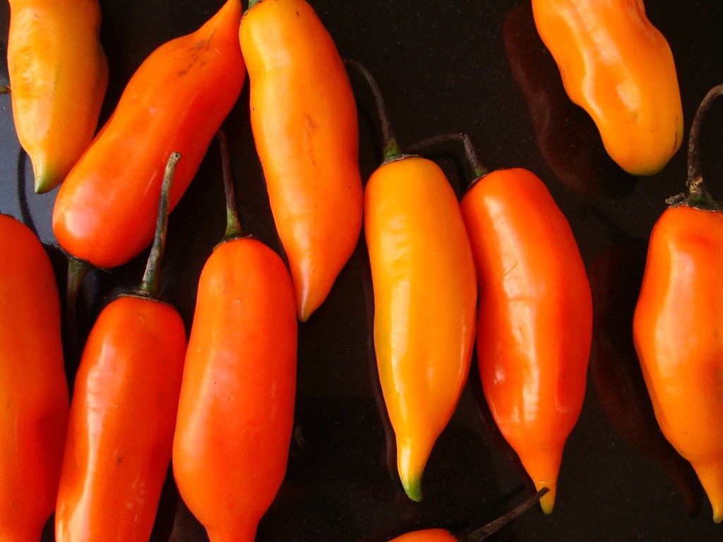 Ají Amarillo - The Aroma And Flavor of Heat | PERU DELIGHTS