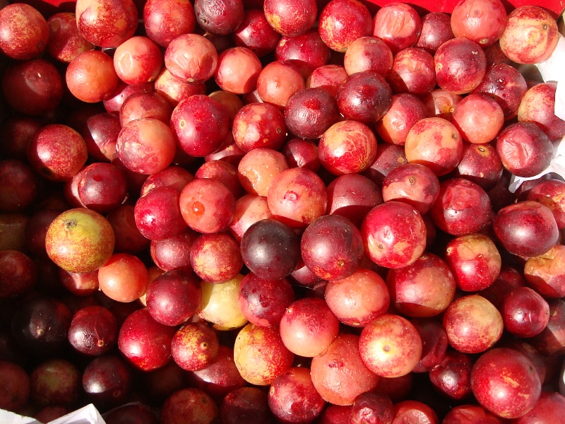 Wonderful Camu Camu | PERU DELICIAS